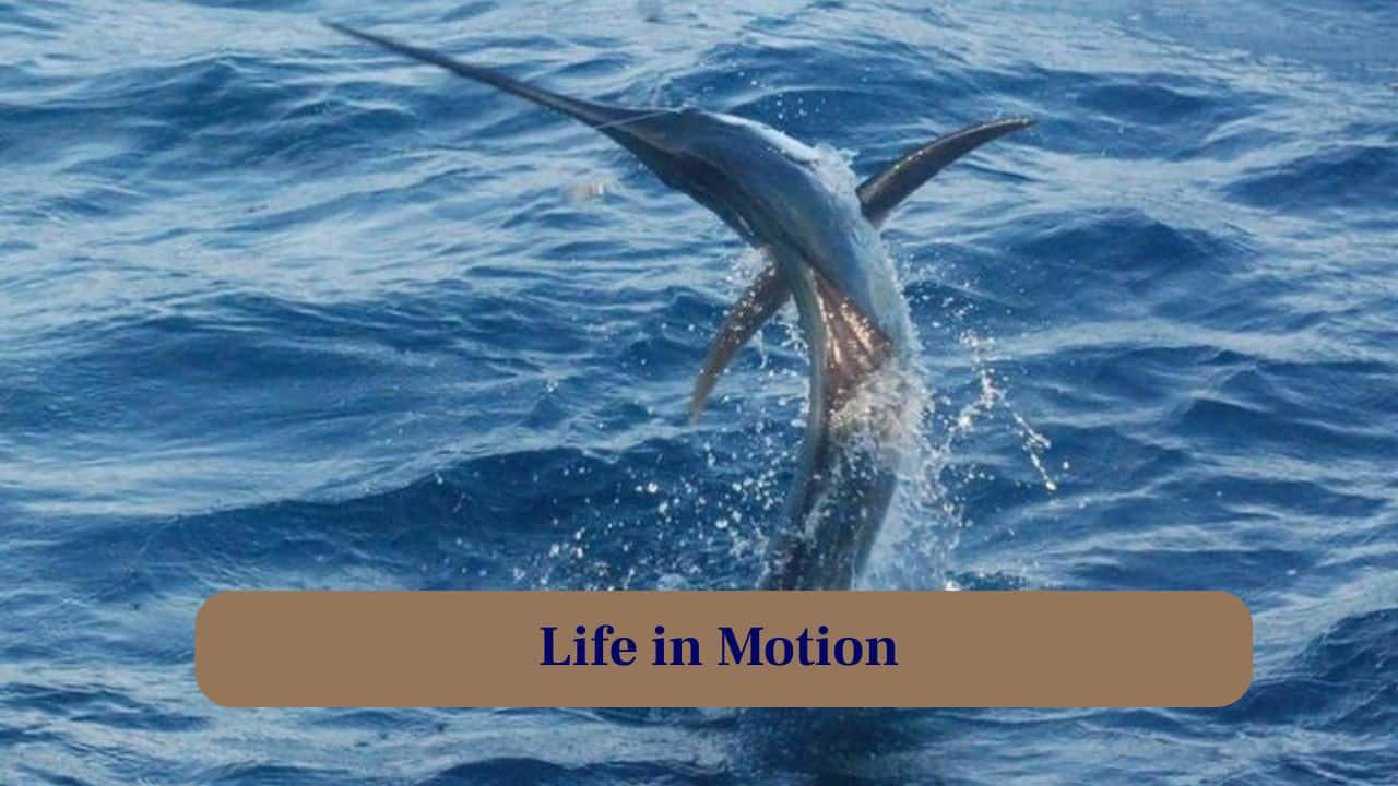 Giant Marlin: Meet this legend of the Open Sea - AlongWalker
