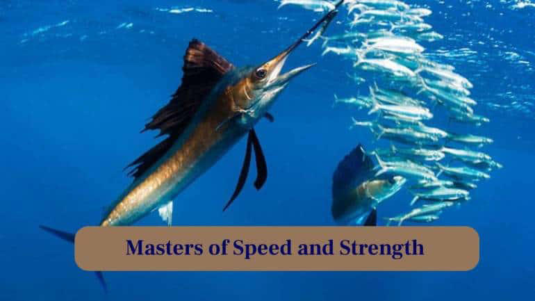 Giant Marlin: Meet this legend of the Open Sea - AlongWalker