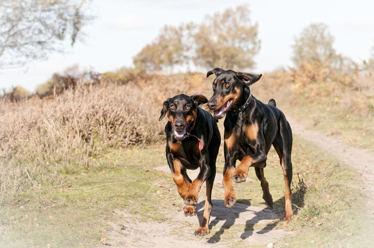 Which Dog Breeds Are the Smartest? Find Out Here - AlongWalker