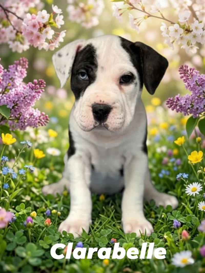 Read this note: Dog's arrival at a packed shelter stuns the staff ...